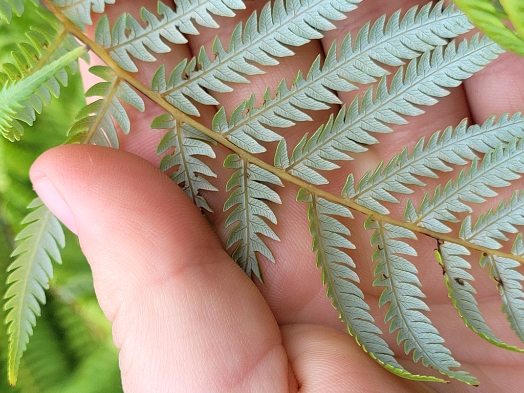 silver fern from Rotorua 3010, New Zealand on February 04, 2023 at 03: ...