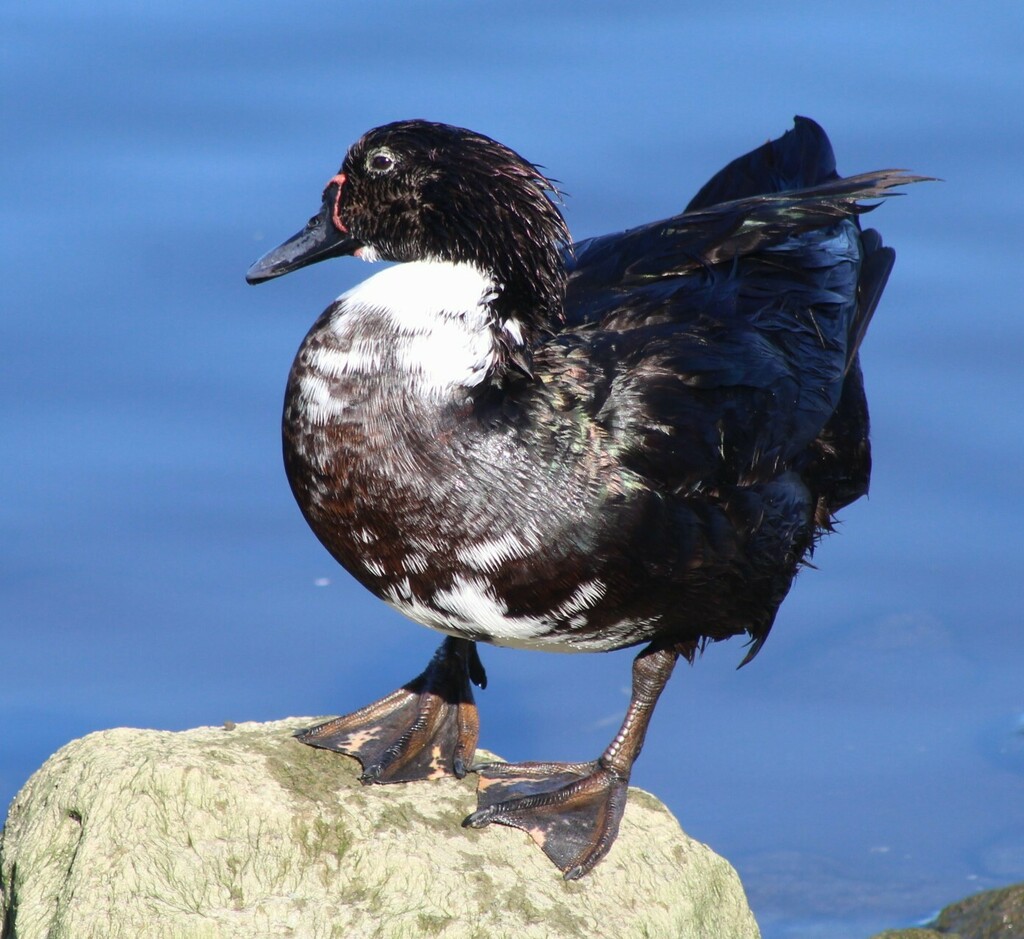 Mallard × Muscovy Duck from San Carlos, San Diego, CA, USA on February ...