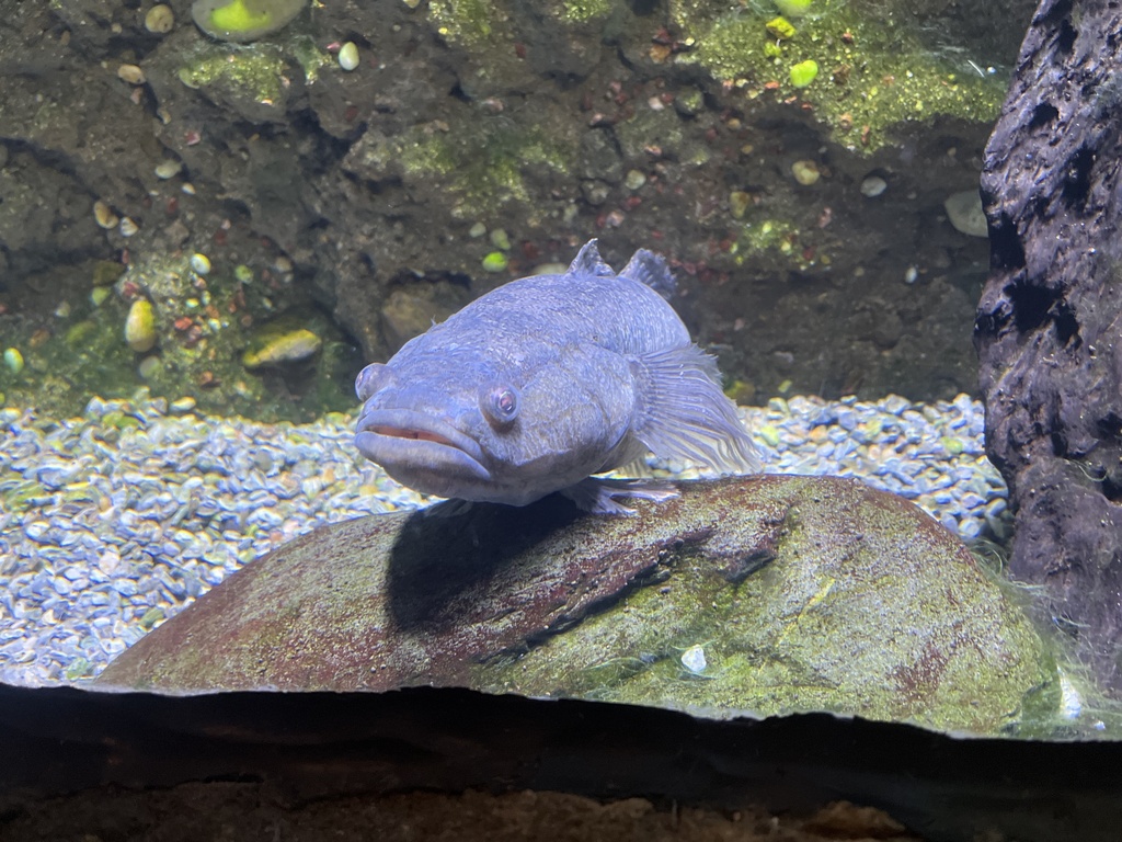 Sleepy Cod from Cairns - City, AU-QL, AU on February 04, 2023 at 01:06 ...