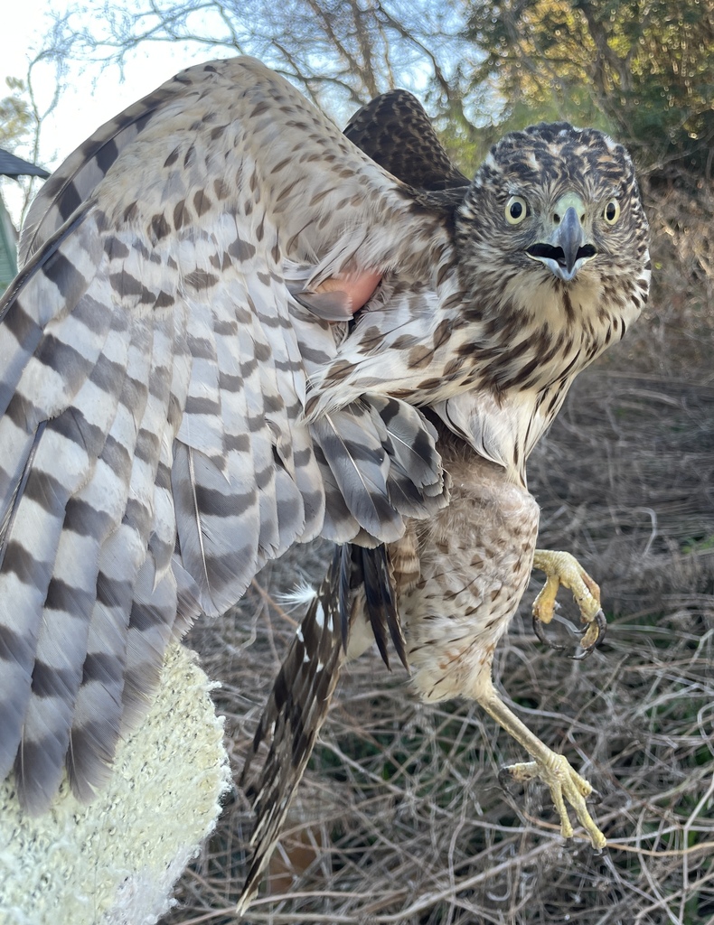 Cooper's Hawk from Chambers County, TX, USA on February 3, 2023 at 04: ...