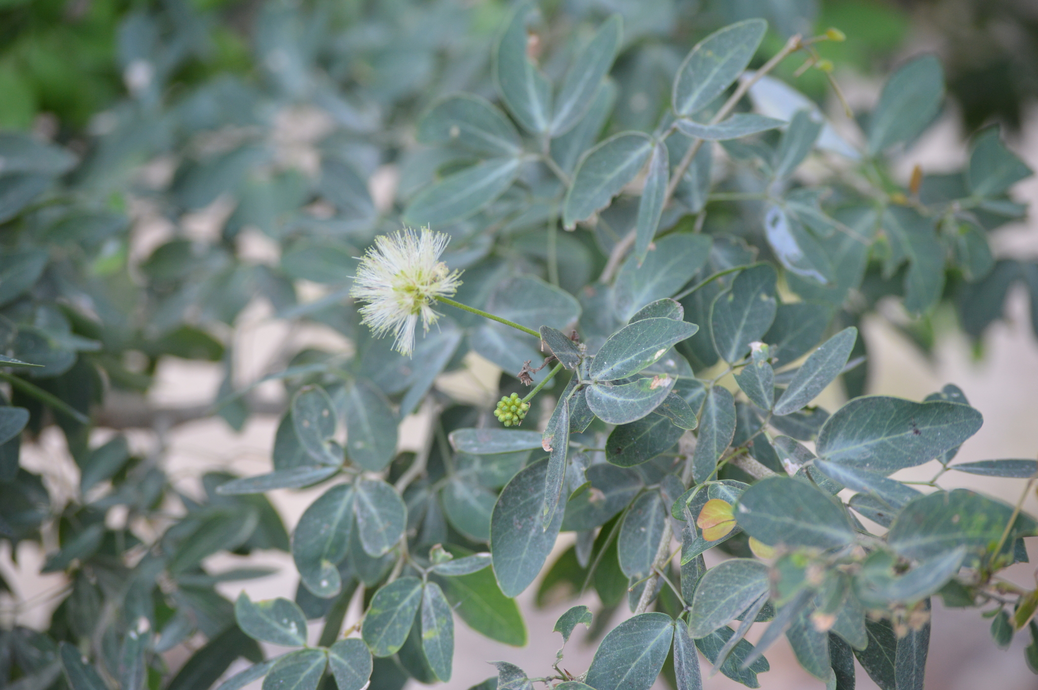 Pithecellobium dulce (Roxb.) Benth.