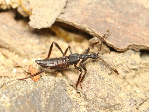 Genus Ecitomorpha · iNaturalist