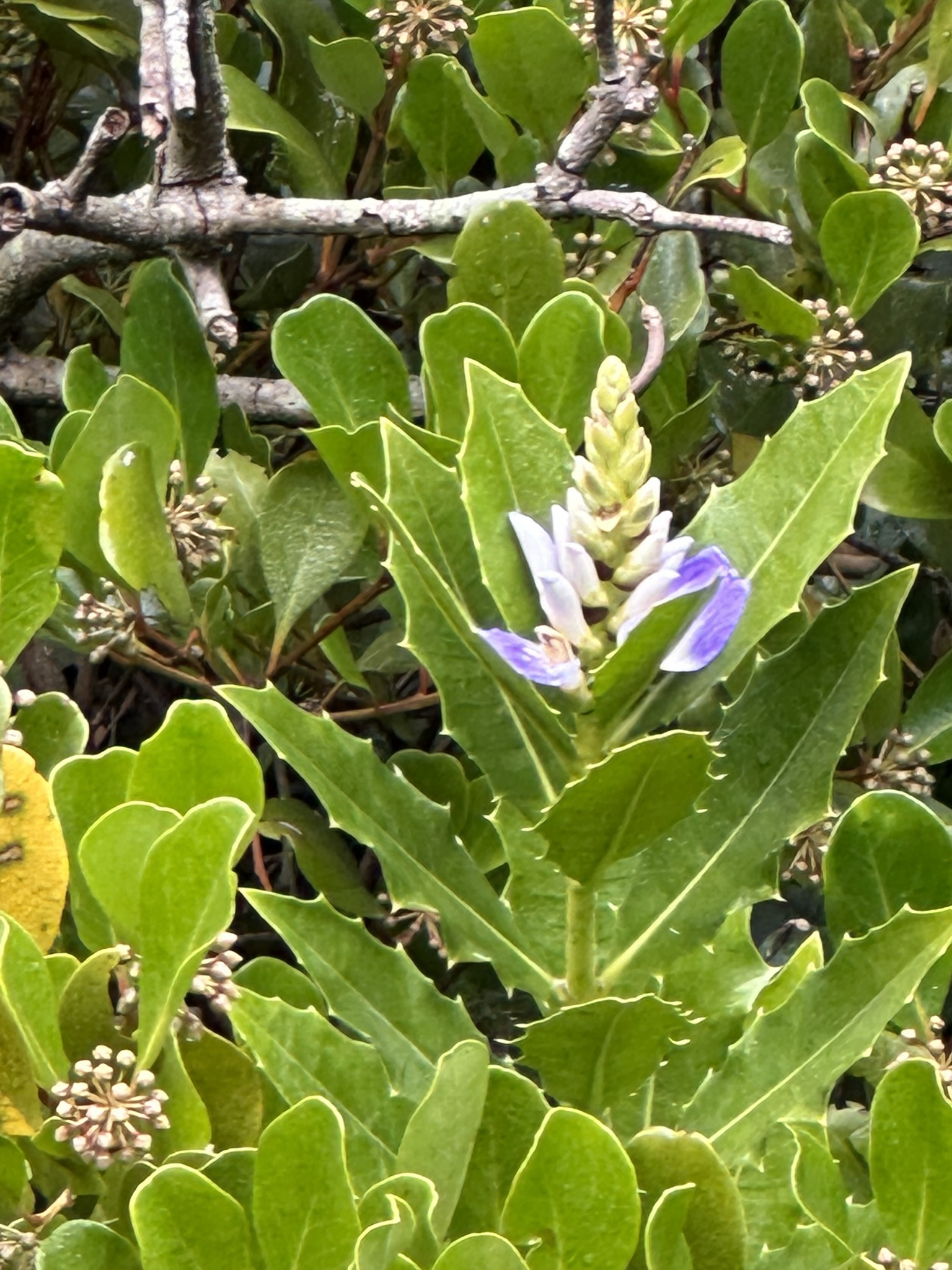 Acanthus ilicifolius L.