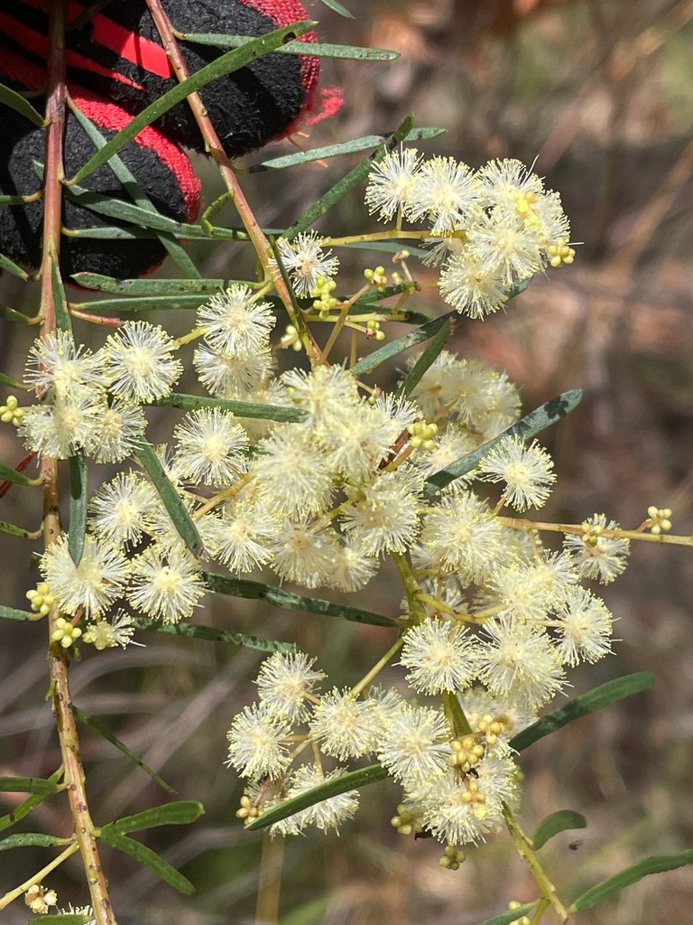 Flax-leaved Wattle from Sydney NSW, Australia on January 24, 2023 at 10 ...