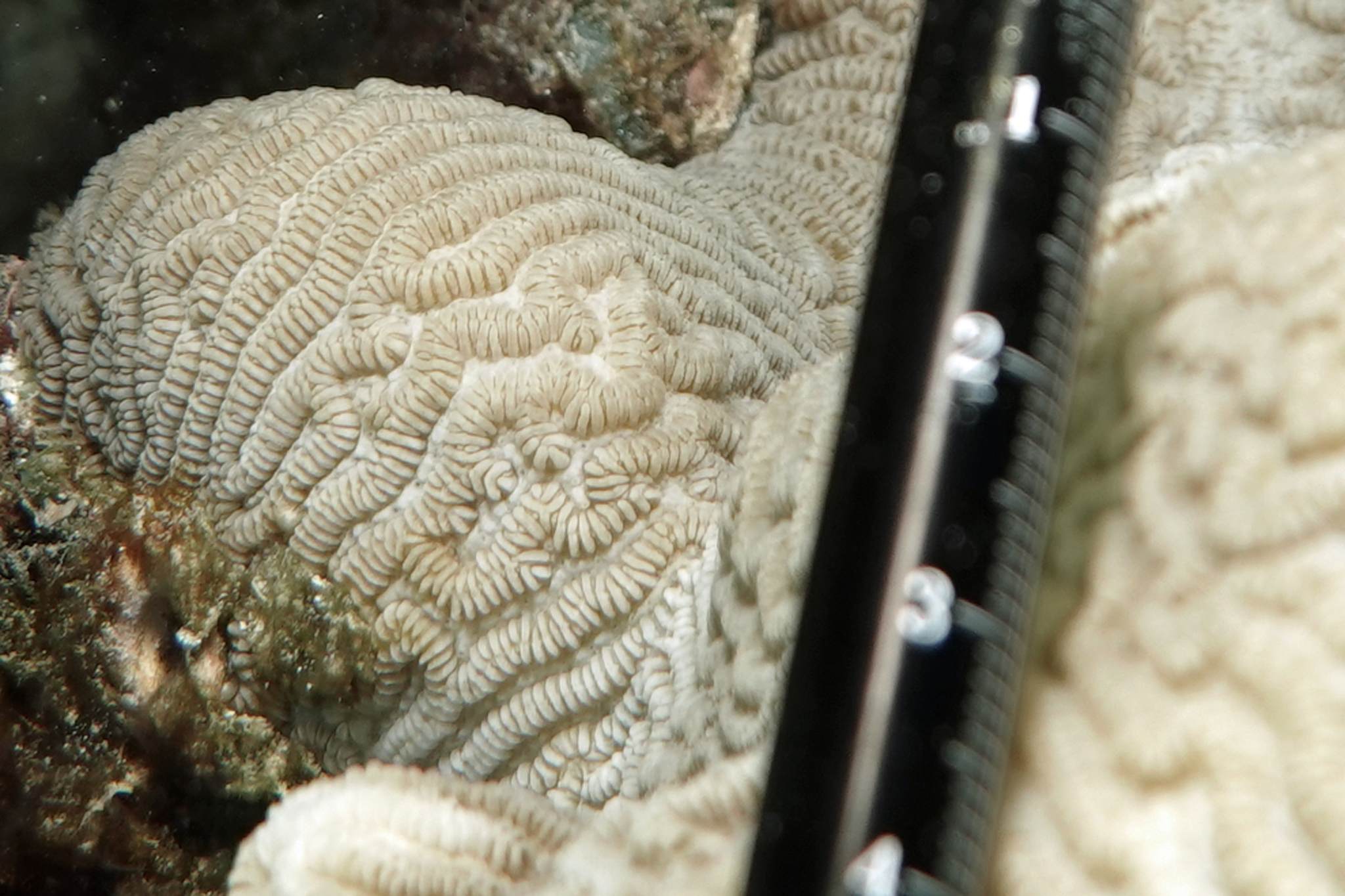 Leptoria phrygia (Ellis & Solander, 1786)