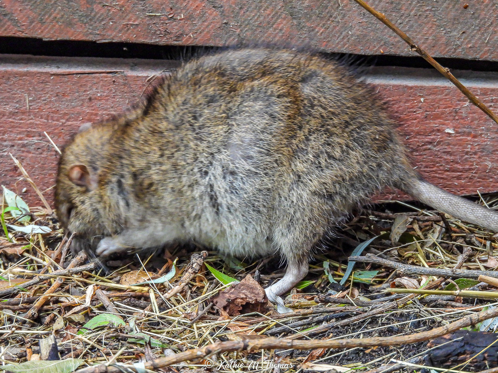 Black Rat from Selby VIC 3159, Australia on February 4, 2023 at 02:15 ...