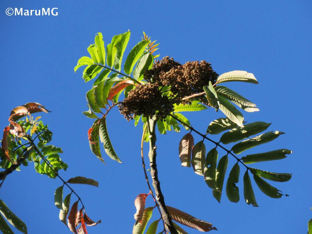 Brunellia mexicana from Tapalapa, Chis., México on January 22, 2023 at ...