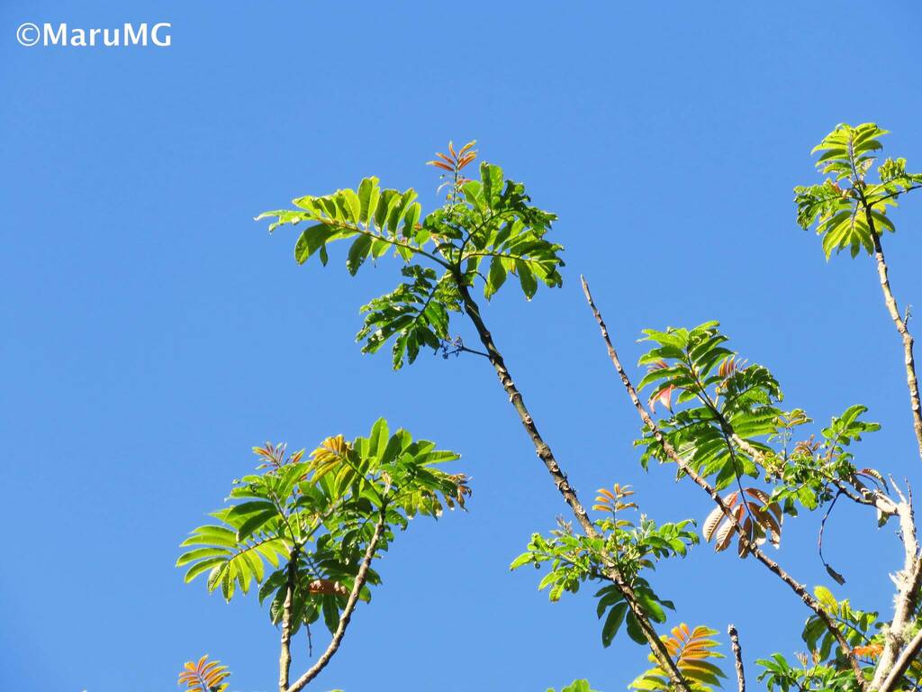 brunellia family (Brunelliaceae) - Botanical Realm