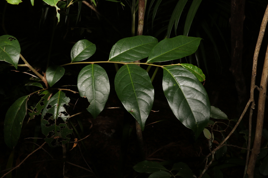 Cheese Tree from Yandina QLD 4561, Australia on February 04, 2023 at 09 ...