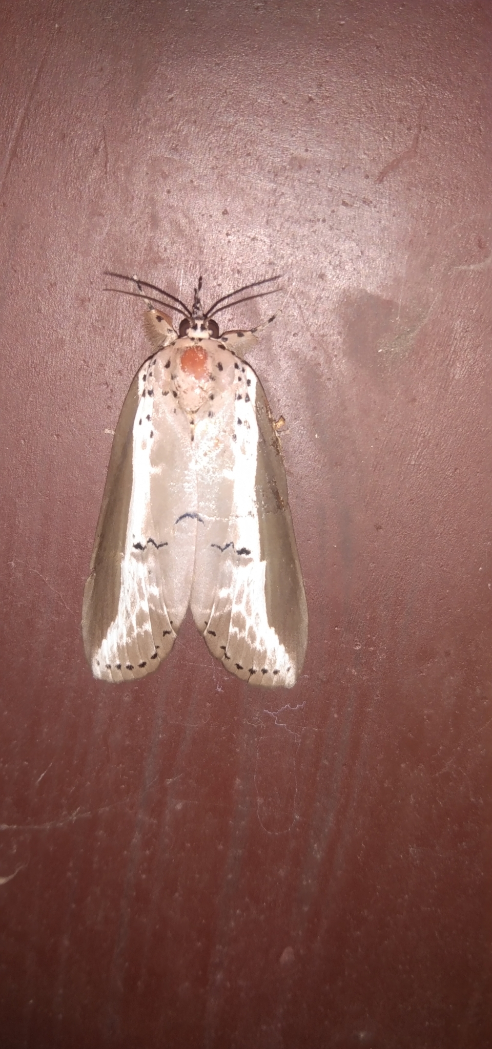 Eligma narcissus (Cramer, 1775)