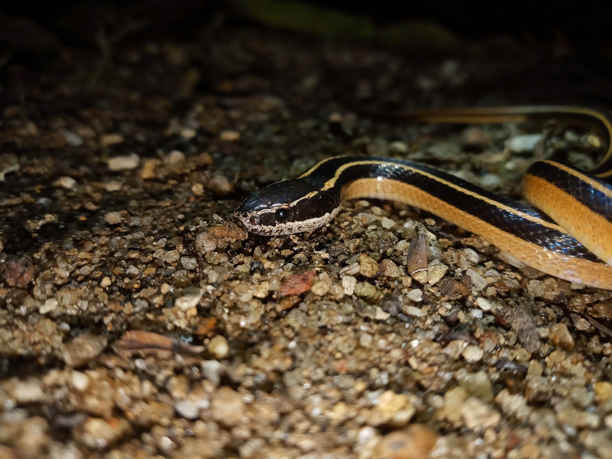 Coniophanes piceivittis Cope, 1870