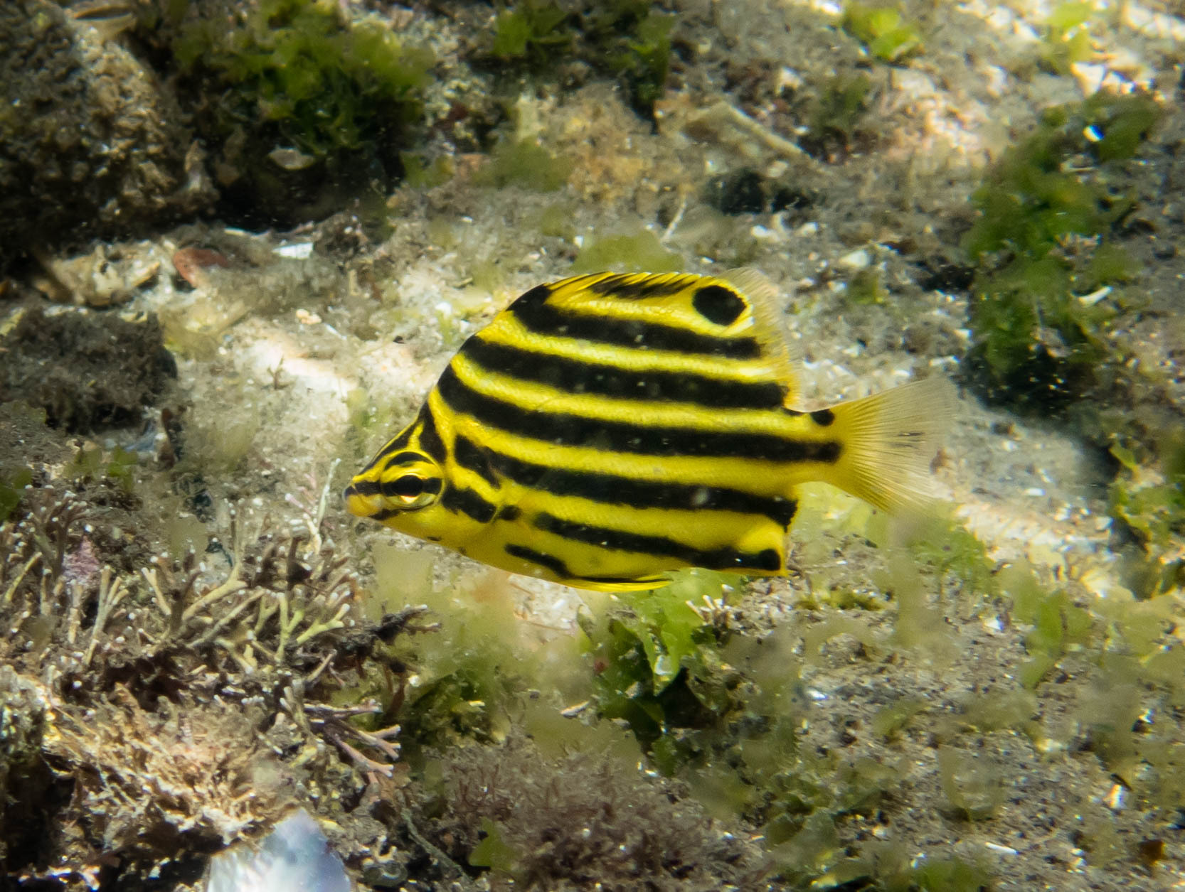 Microcanthus Swainson, 1839