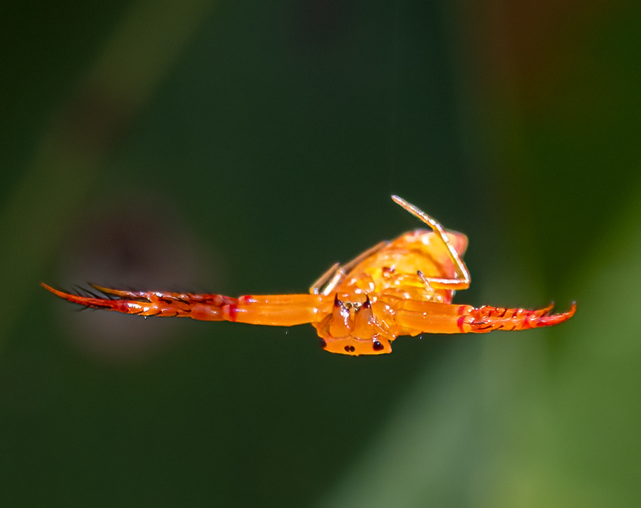 Walckenaer's Studded Triangular Spider from Anglesea VIC 3230 ...