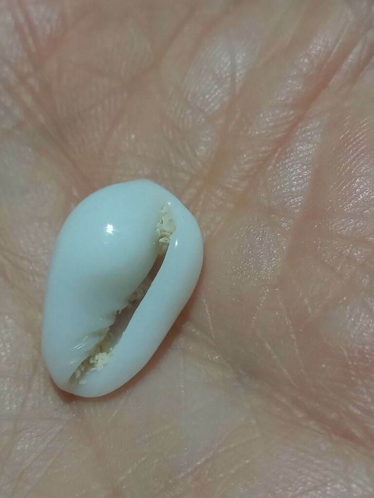 Prunum pruinosum from Playacar, Playa del Carmen, Quintana Roo, Mexico ...