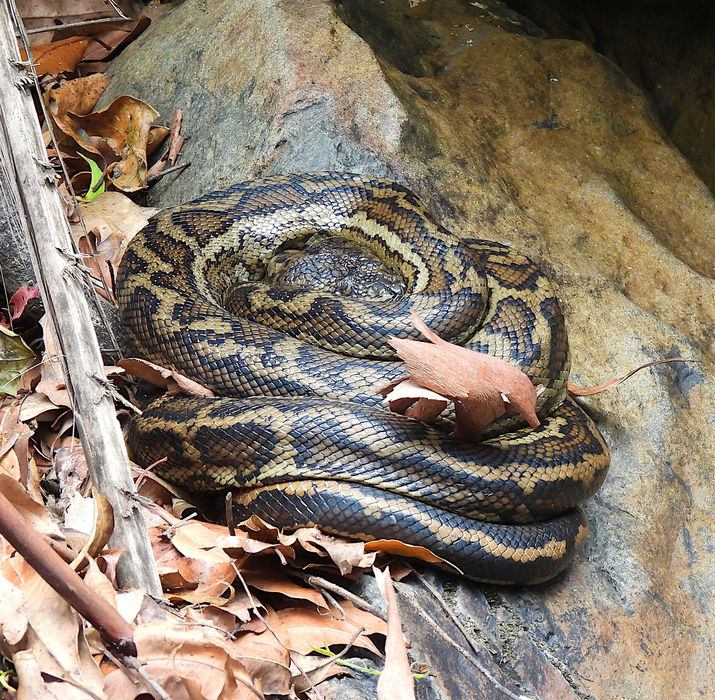 Coastal Carpet Python from Greene's Falls, Mount Glorious QLD 4520 ...
