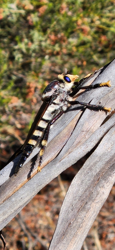 Phellus piliferus from Cobar, AU-NS, AU on February 04, 2023 at 09:53 ...