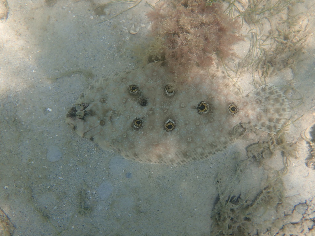Smalltooth Flounder from Whitsundays QLD 4802, Australia on February 1 ...
