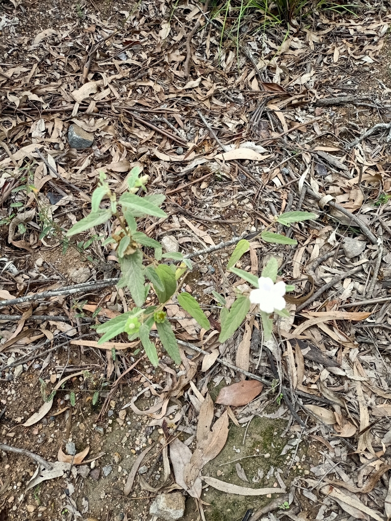 Mallow and Hibiscus Family from Nanango, AU-QL, AU on February 4, 2023 ...