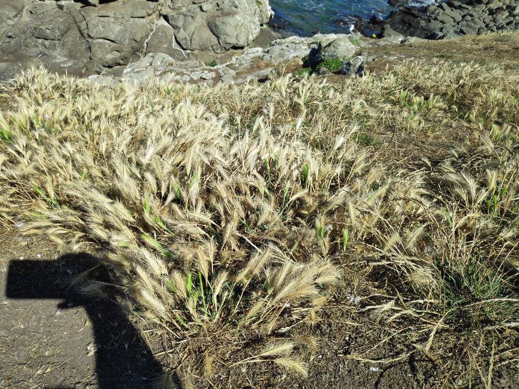 mediterranean barley from Waitaki, NZ-OT, NZ on February 4, 2023 at 03: ...