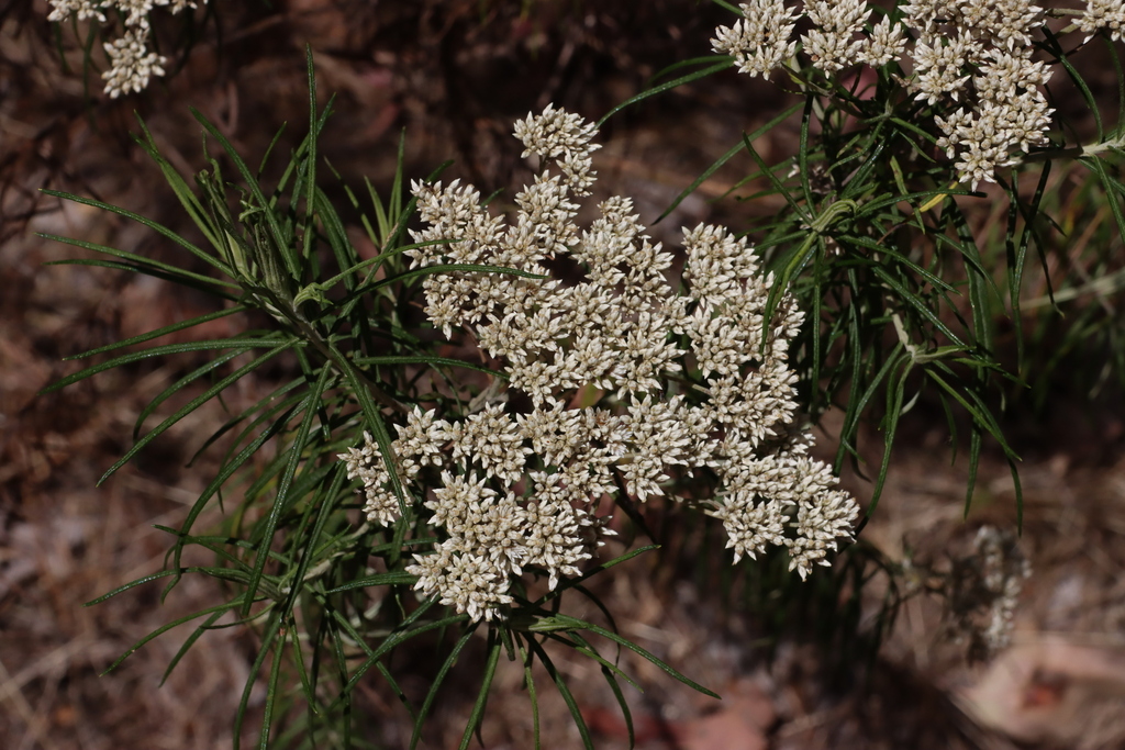 Shiny Cassinia from Melbourne VIC, Australia on January 17, 2023 at 11: ...