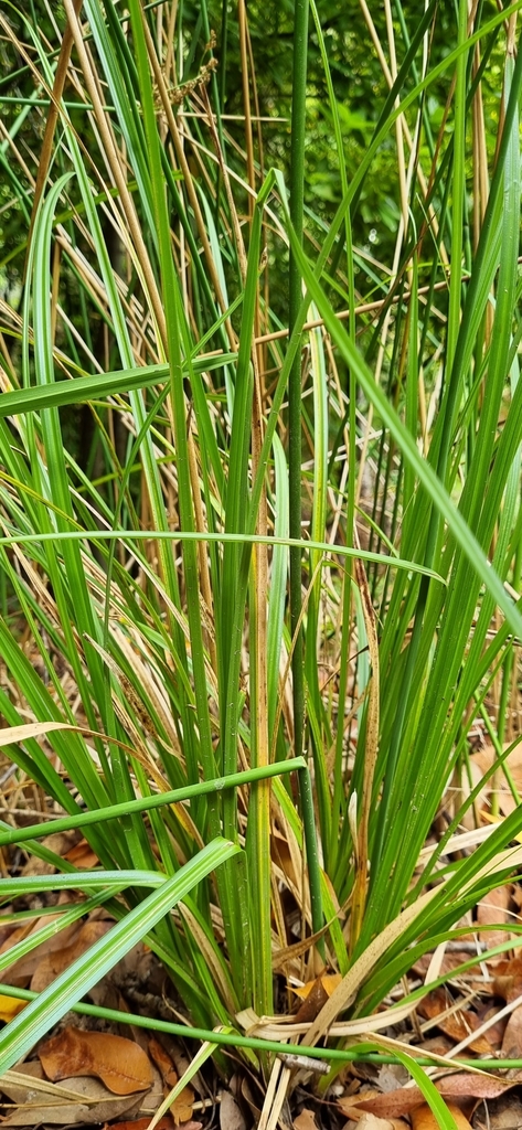 true sedges from Belair SA 5052, Australia on February 04, 2023 at 02: ...