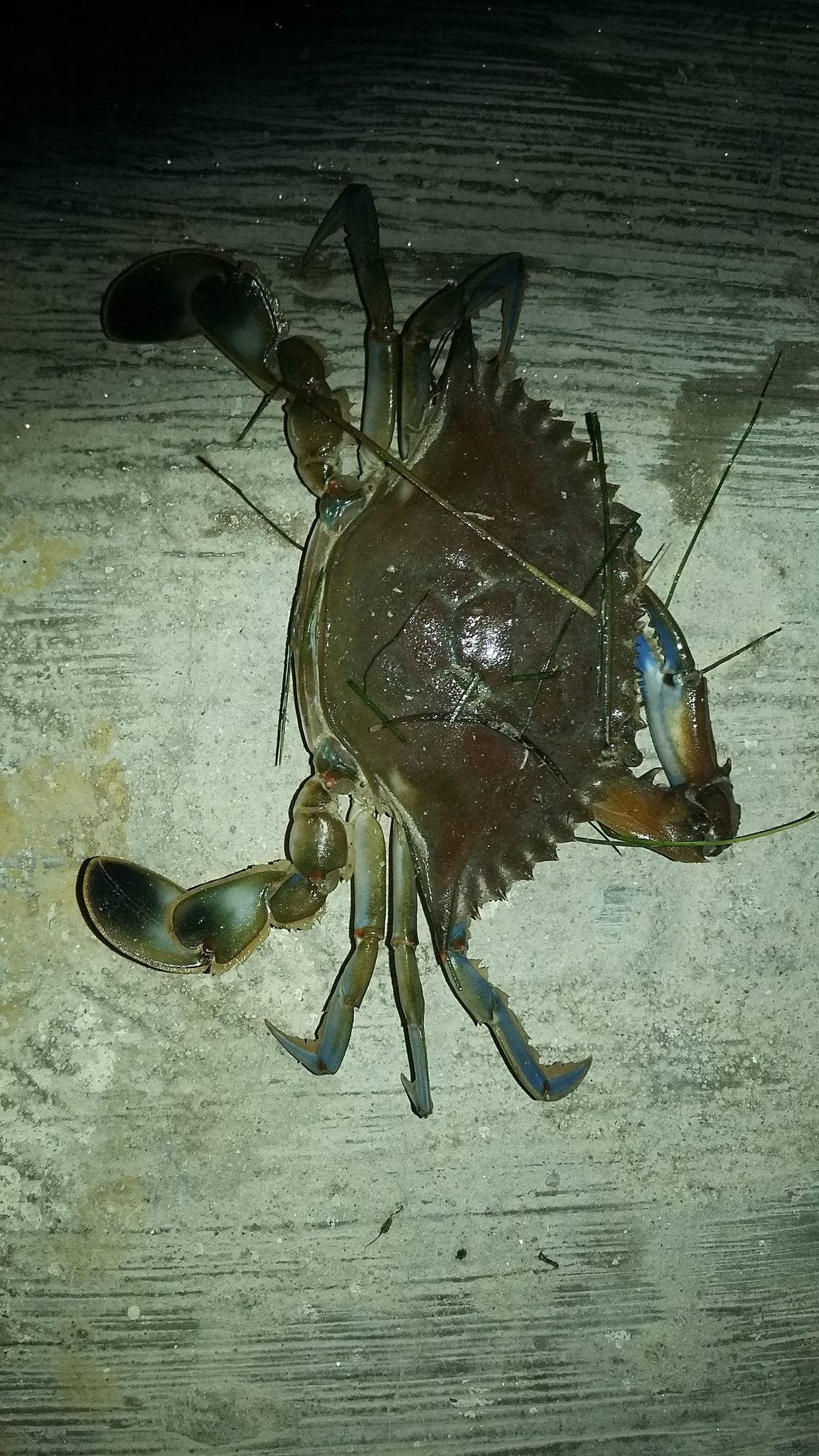 Callinectes rathbunae Contreras, 1930