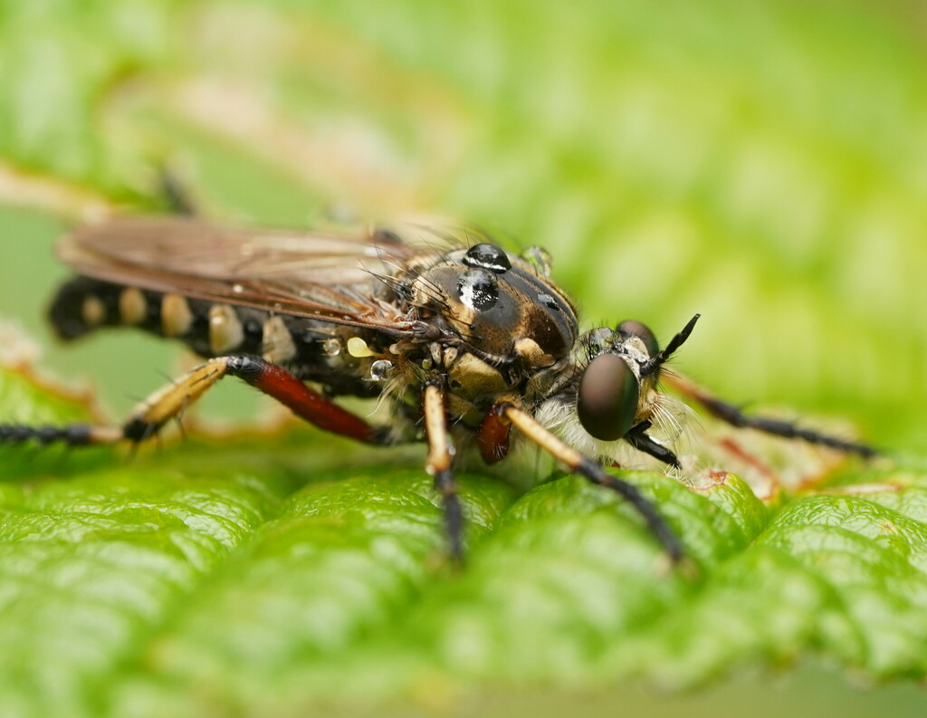 Thereutria amaraca from Greendale VIC 3341, Australia on January 30 ...