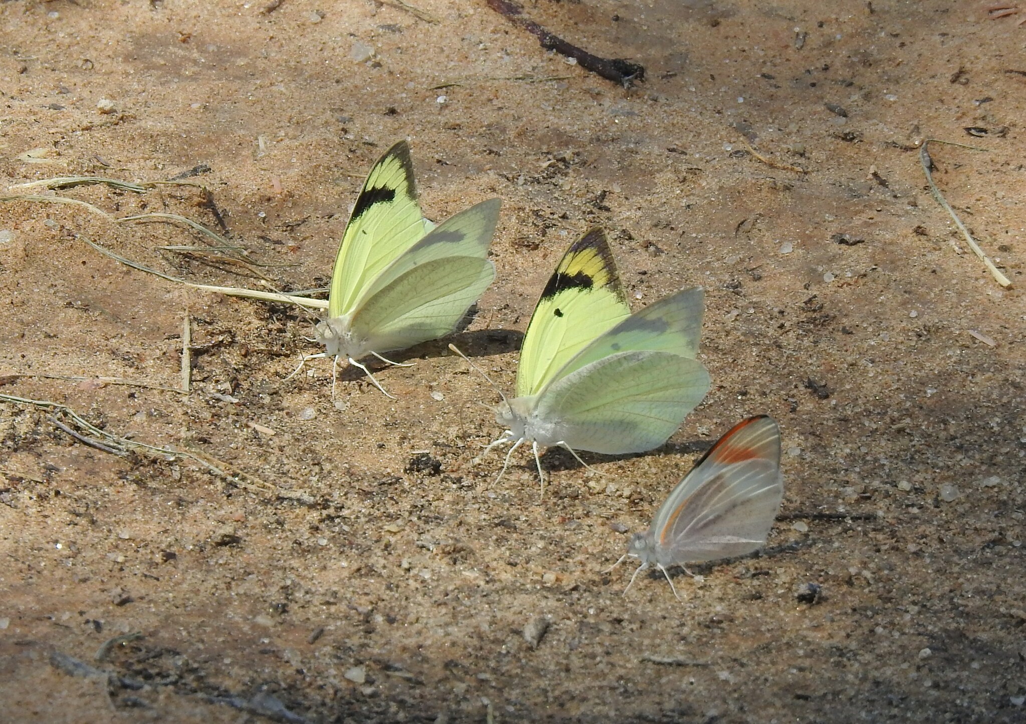 Teracolus subfasciatus Swainson, 1833