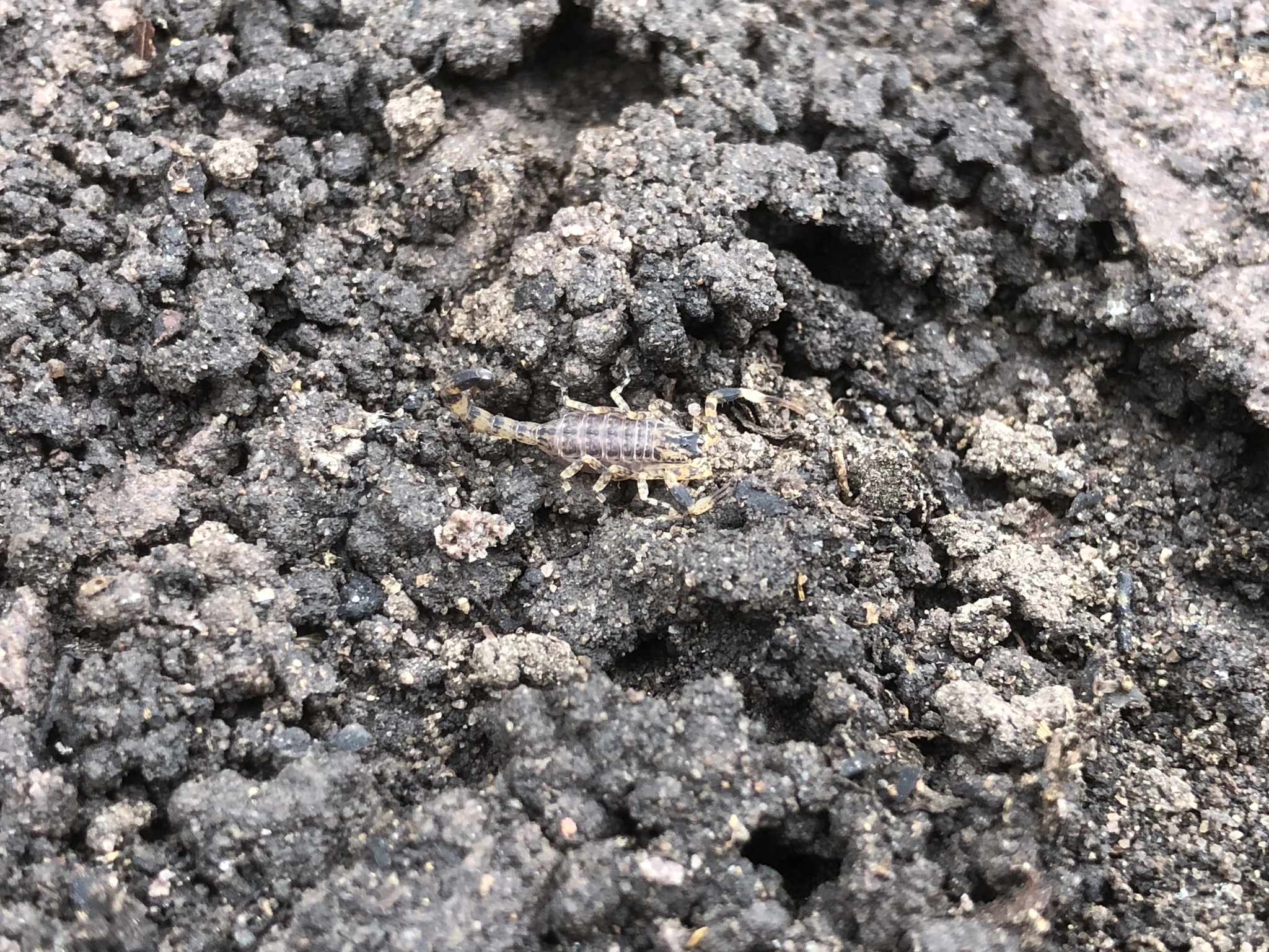 Lychas mucronatus (Fabricius, 1798)