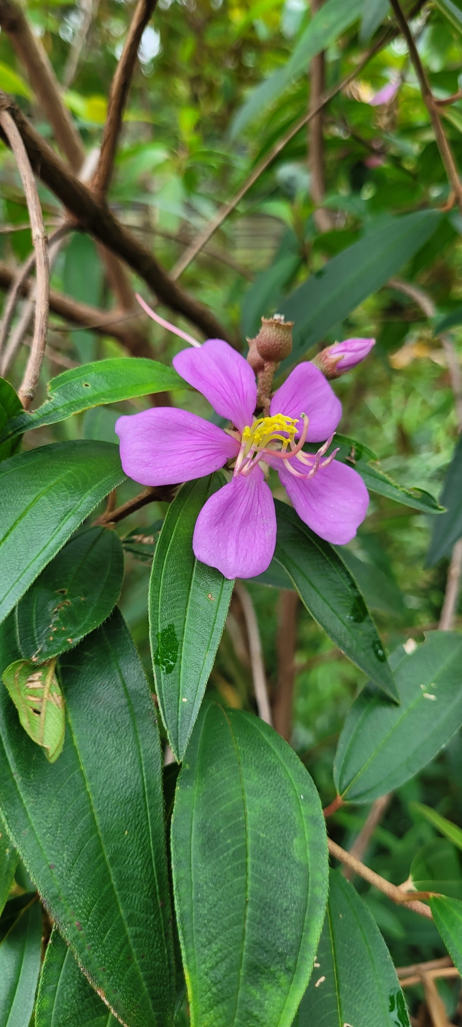 Melastoma malabathricum L.