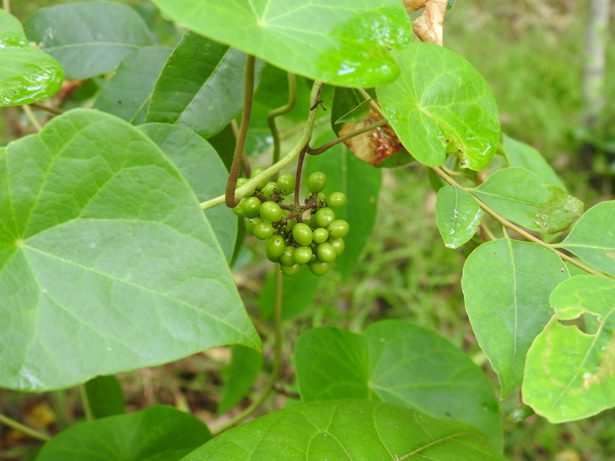 Stephania japonica (Thunb.) Miers