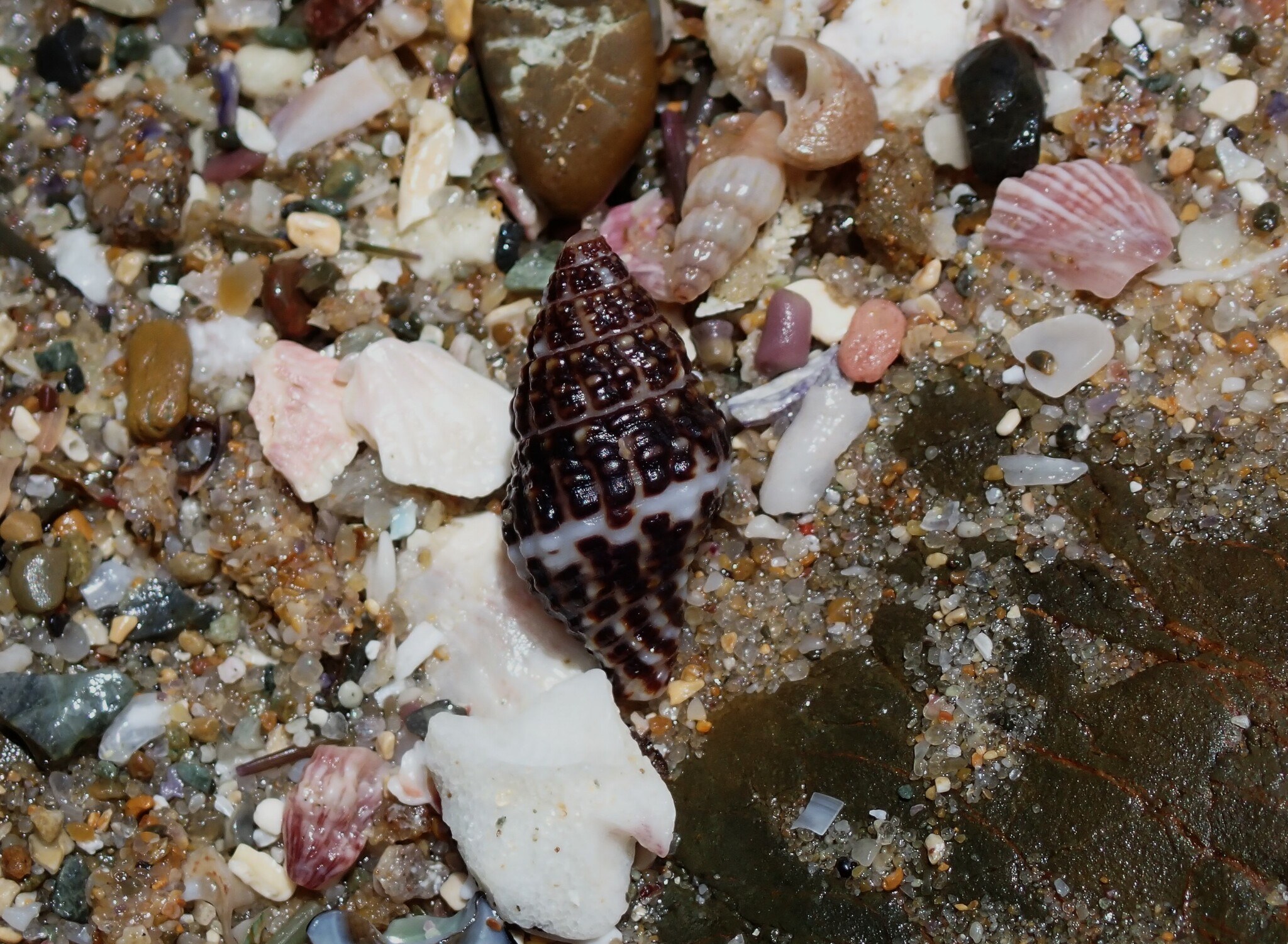 Engina armillata (Reeve, 1846)