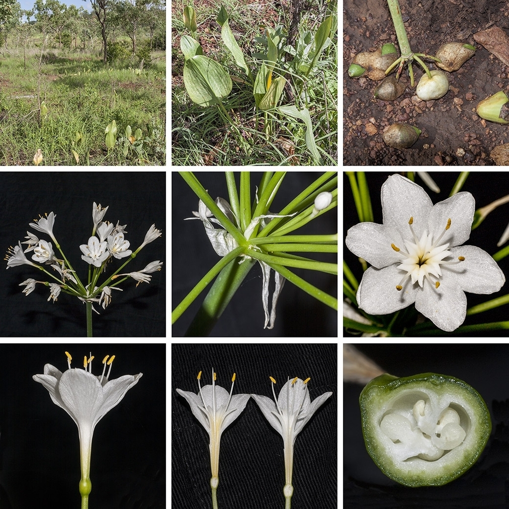 (Proiphys kimberleyensis) - Botanical Realm