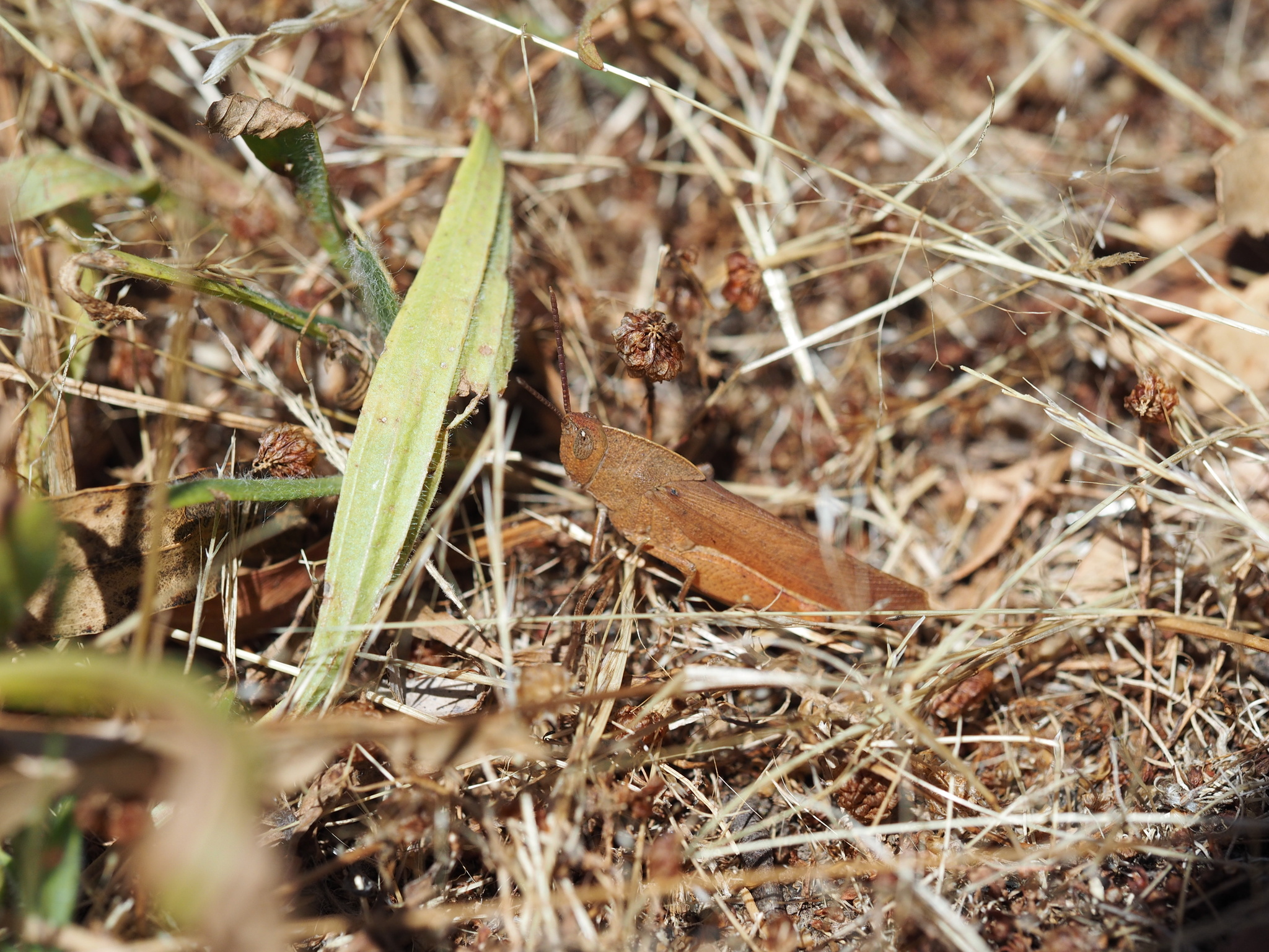 Goniaea australasiae (Leach, 1814)