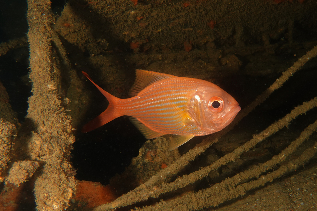 Alfonsinos (Berycidae) - Marine Life Identification
