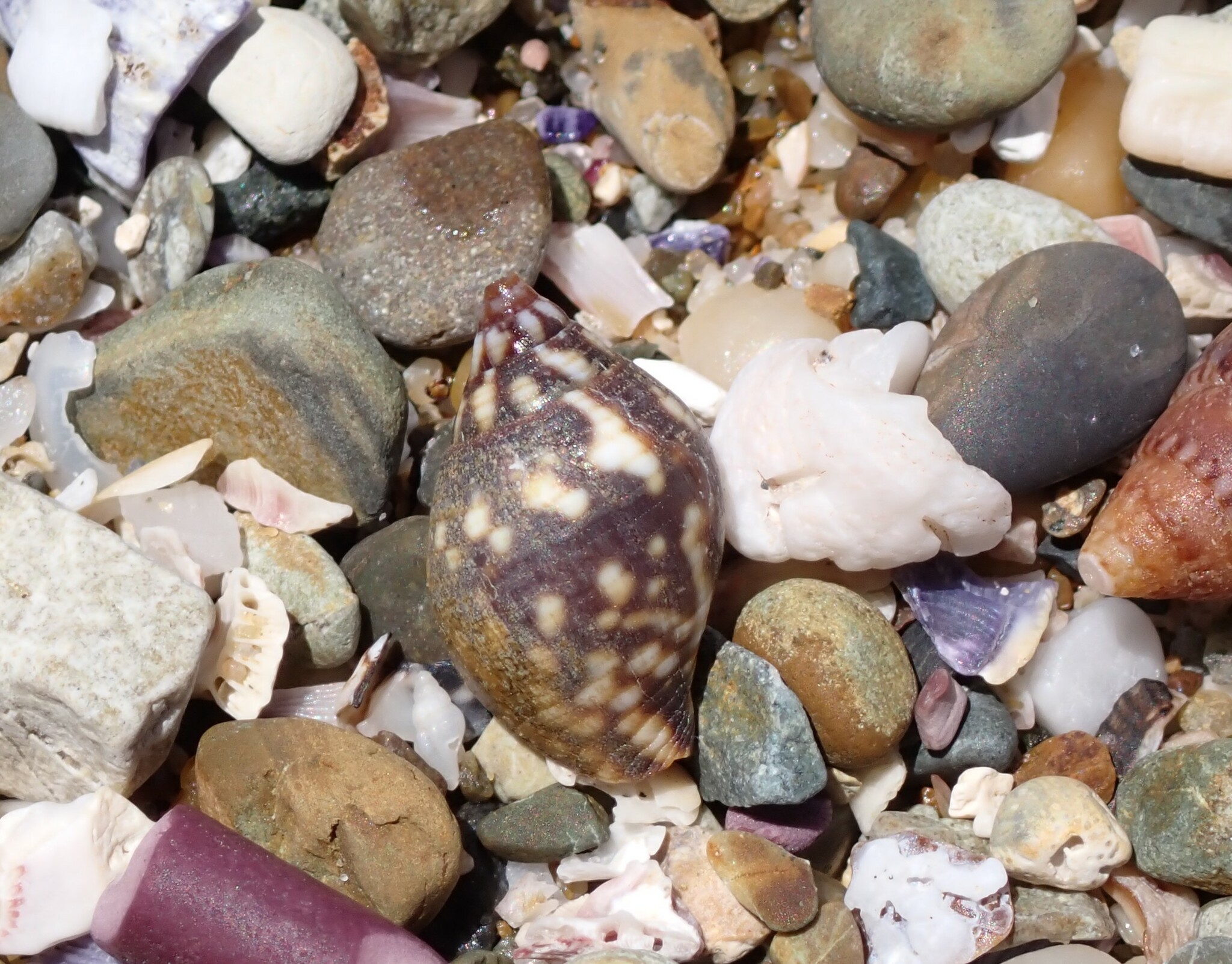 Strigatella litterata (Lamarck, 1811)