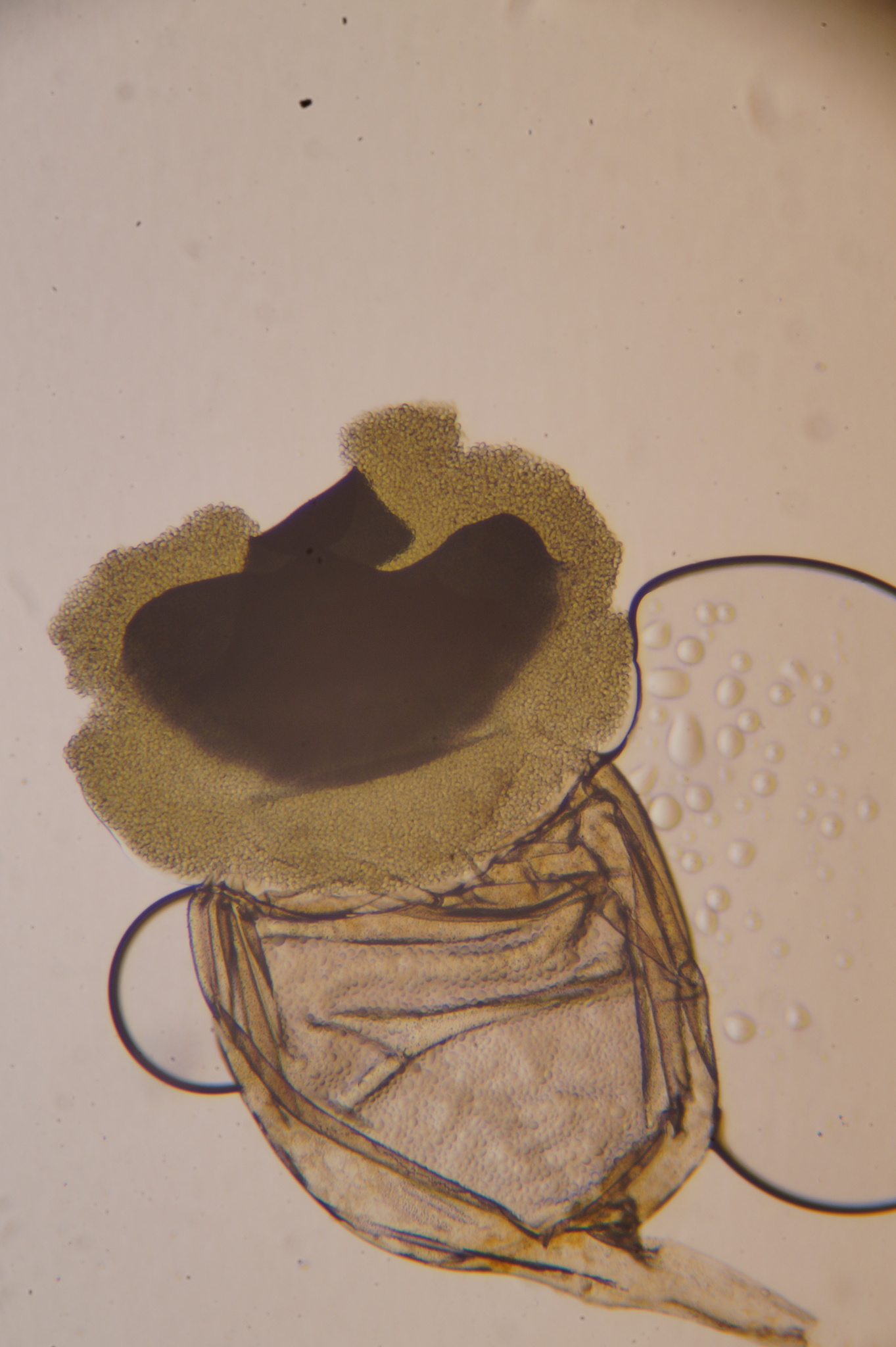 Pilobolus umbonatus Buller