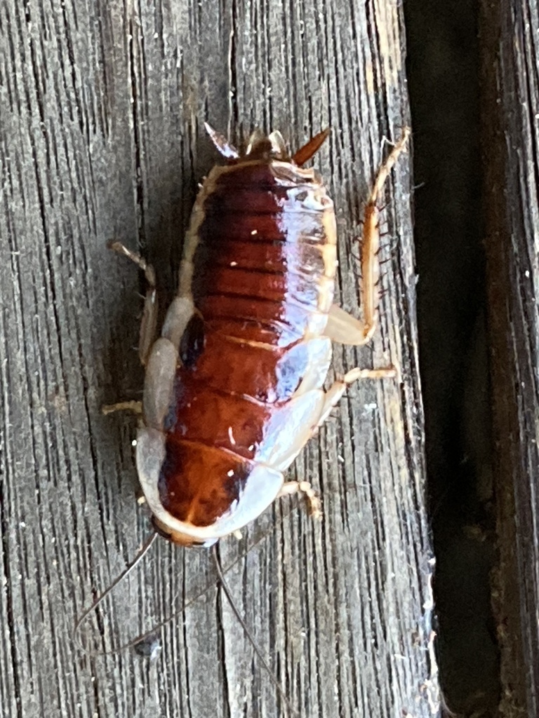 Gisborne Cockroach from Burraneer Rd, Coomba Park, NSW, AU on February ...
