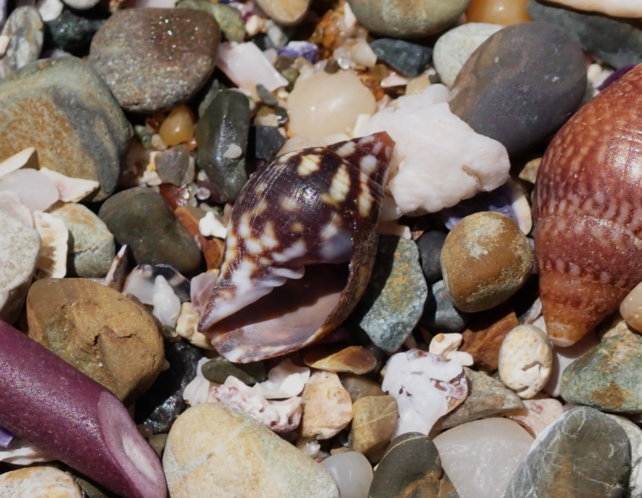 Strigatella litterata (Lamarck, 1811)