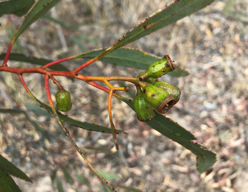 Ridge-fruited mallee from Senior SA 5268, Australia on February 04 ...
