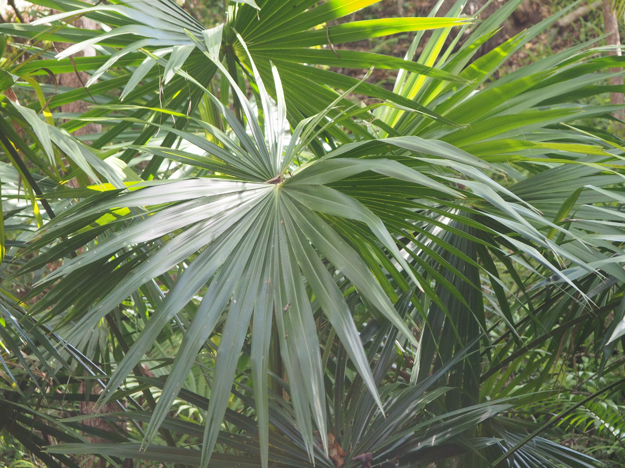 Livistona australis (R.Br.) Mart.