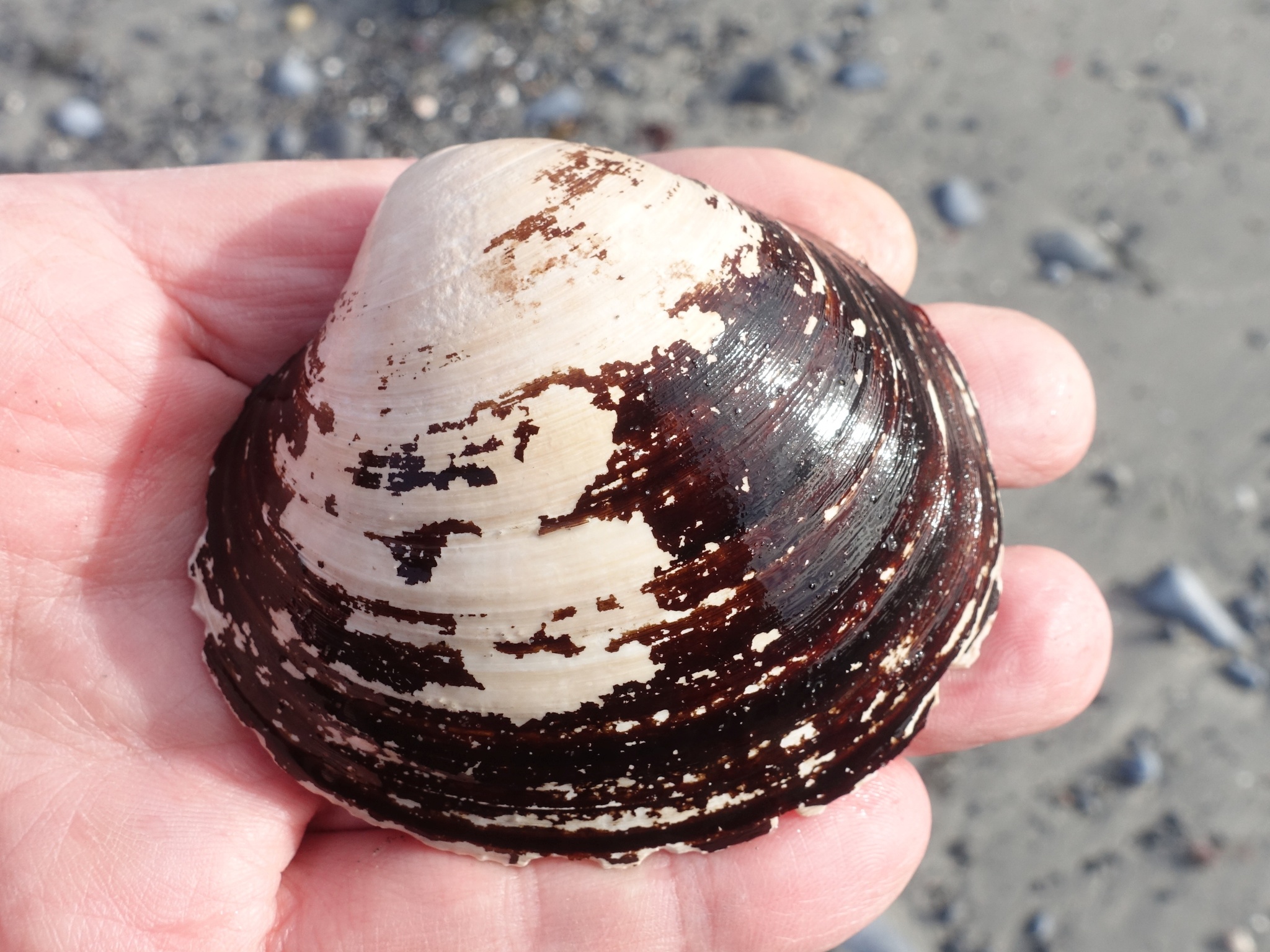 Arctica islandica (Linnaeus, 1767)