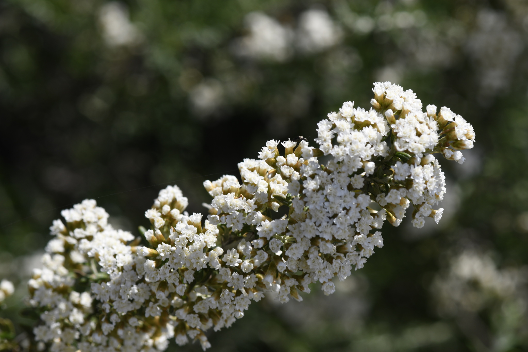 Ozothamnus secundiflorus (Wakef.) Anderb.
