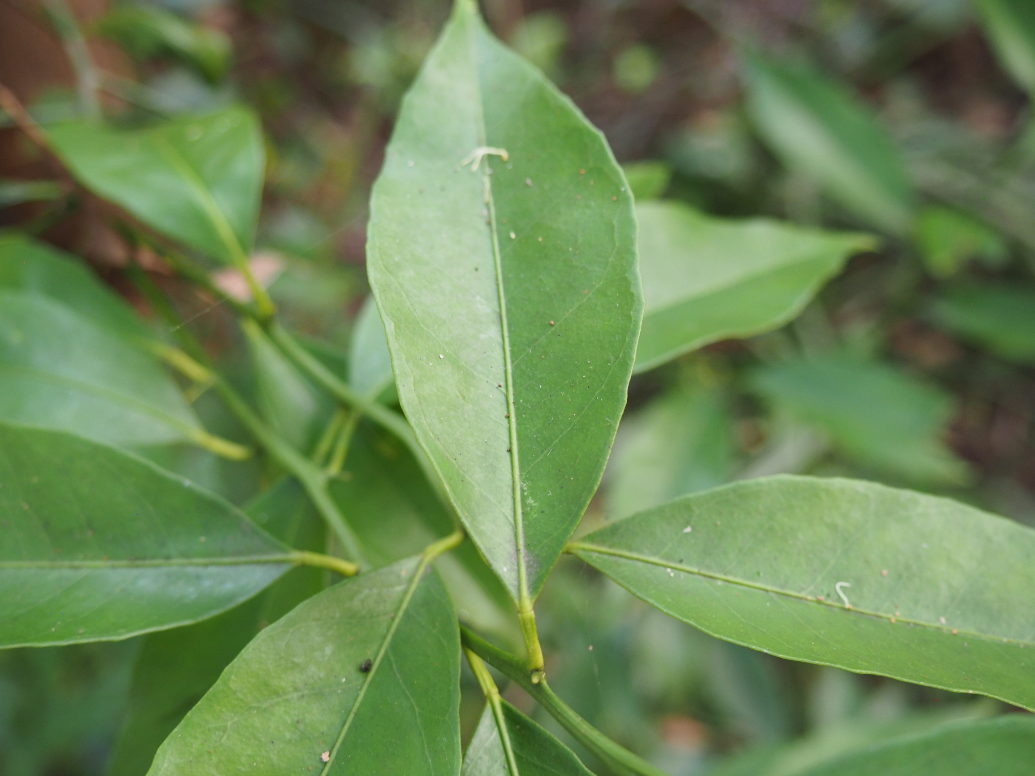 Citrus reticulata Blanco