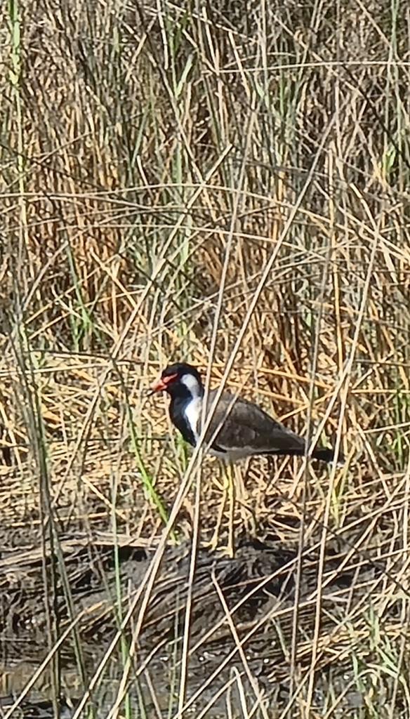 Red-wattled Lapwing from 7WV6+52V, Fatona, Betalbatim, Goa 403708 ...