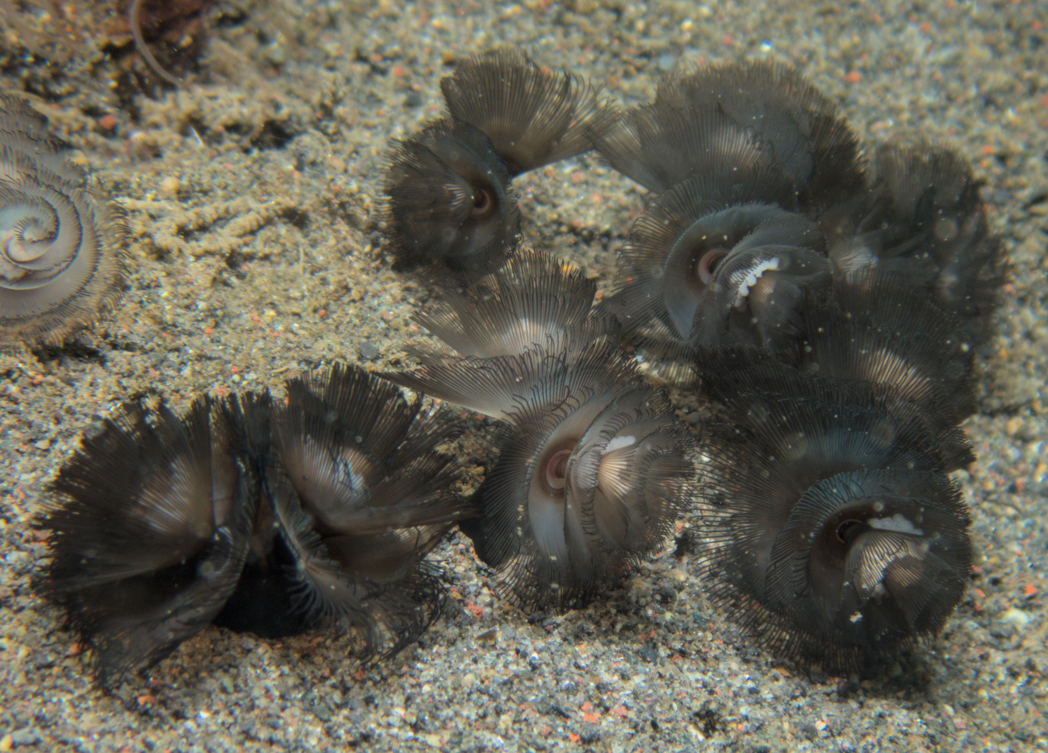 Phoronida