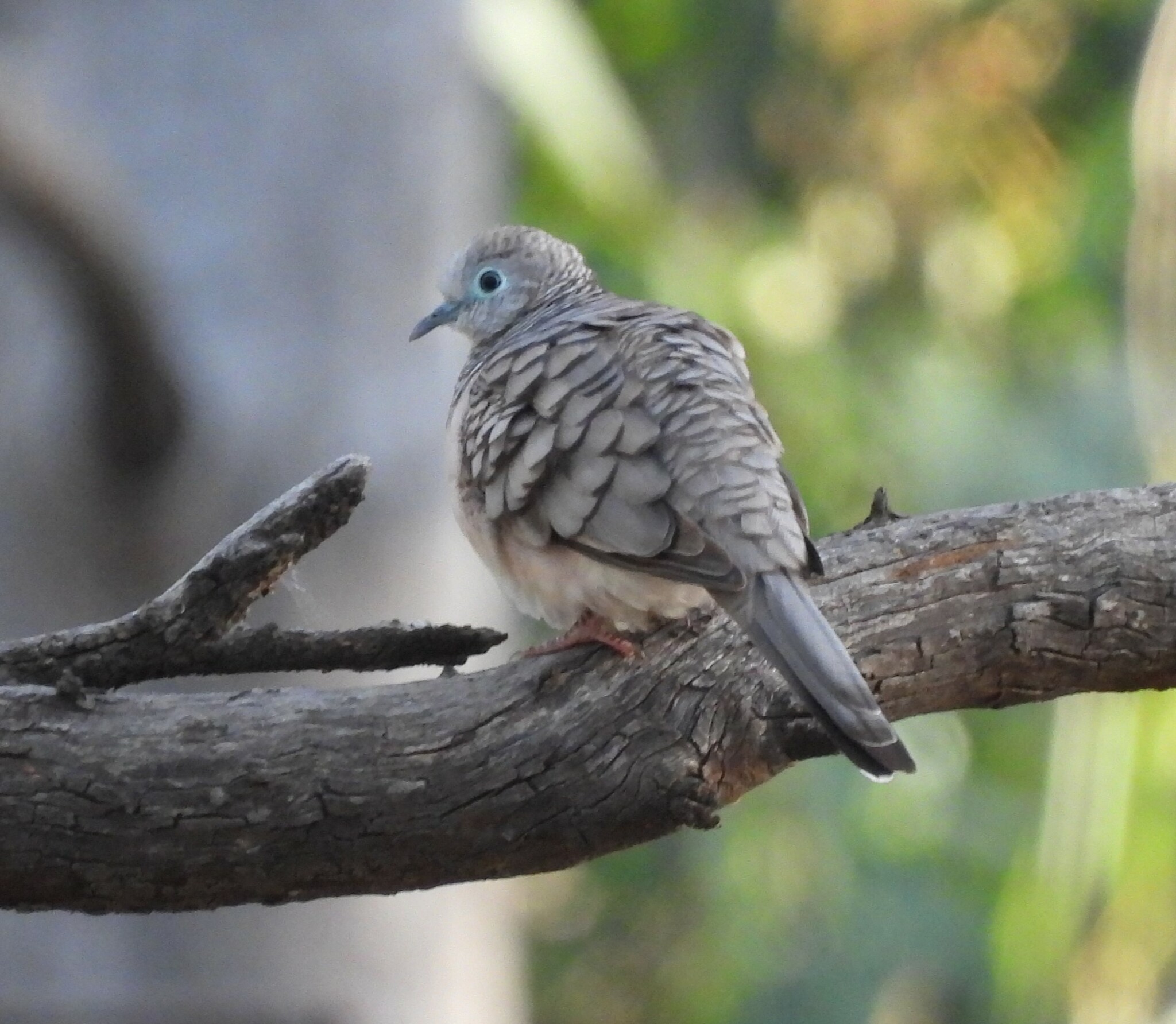 Geopelia placida Gould, 1844