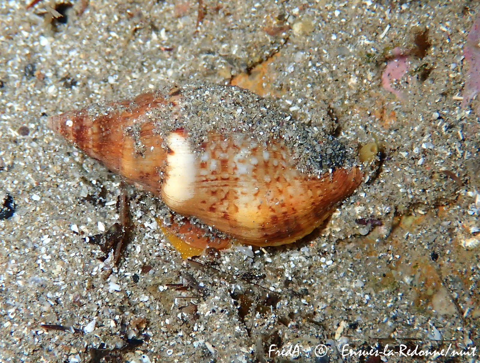 Euthria cornea (Linnaeus, 1758)