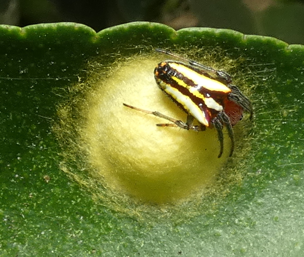Alpaida bicornuta from Zona rural de Paudalho - Pernambuco on January ...