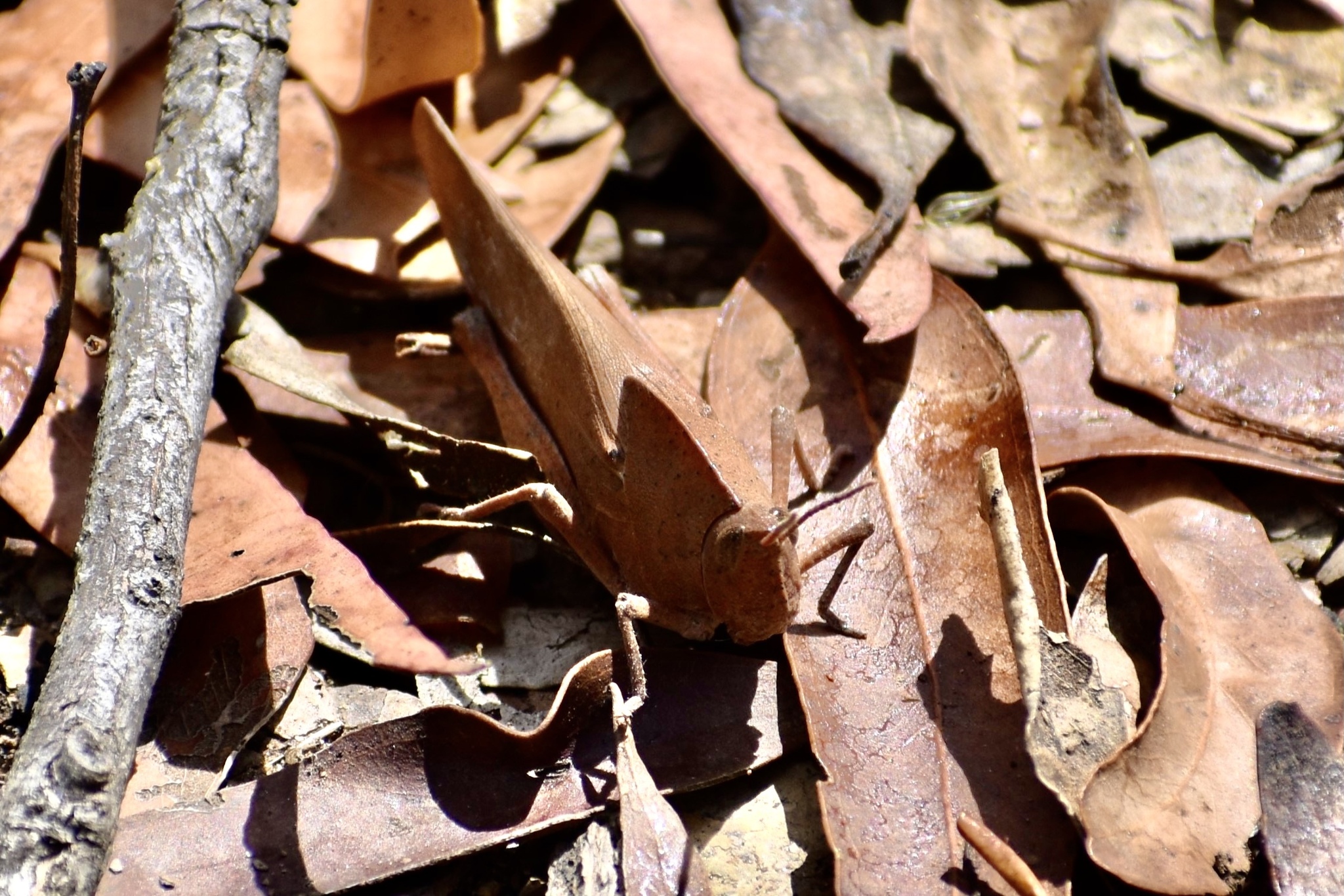 Goniaea australasiae (Leach, 1814)